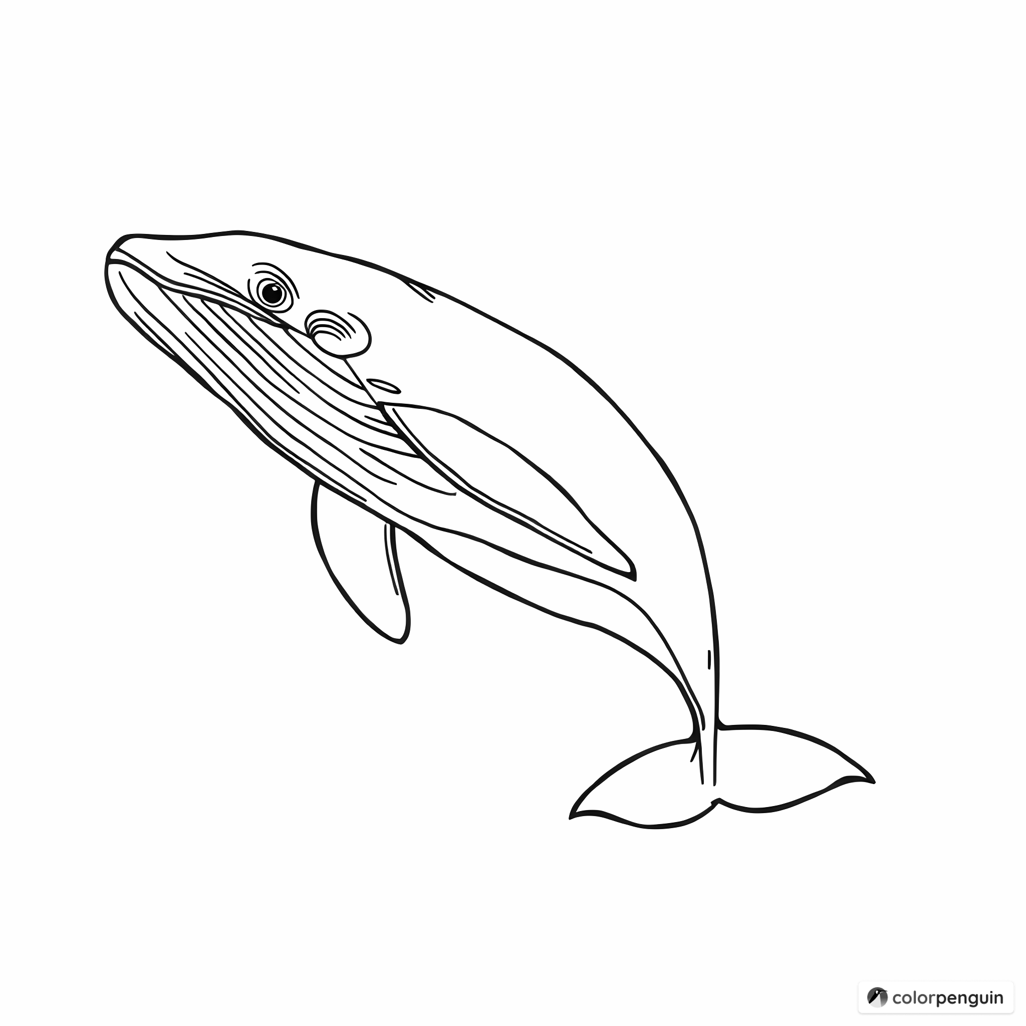 Majestic Whale Coloring Page