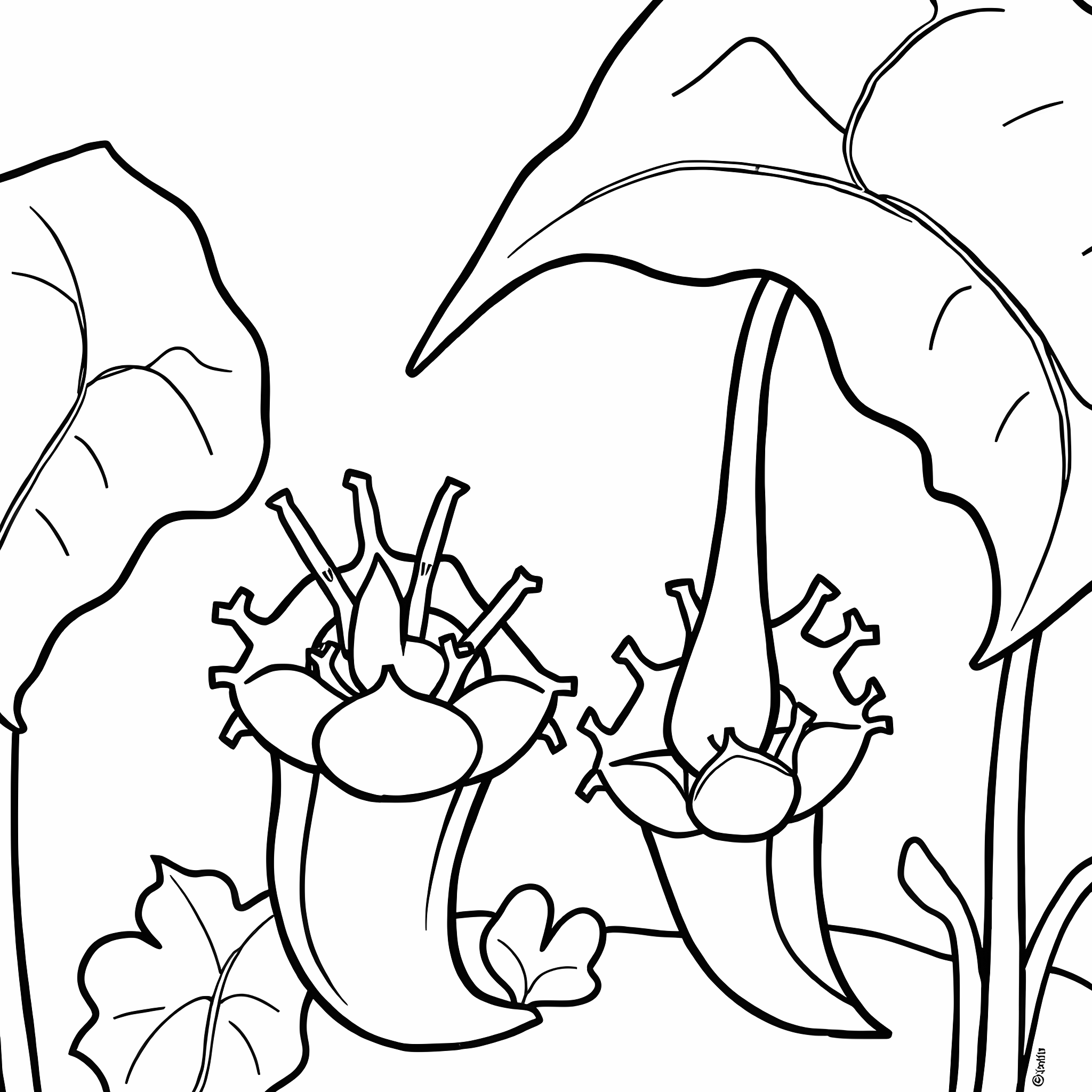 A Venus Fly Trap Coloring Page