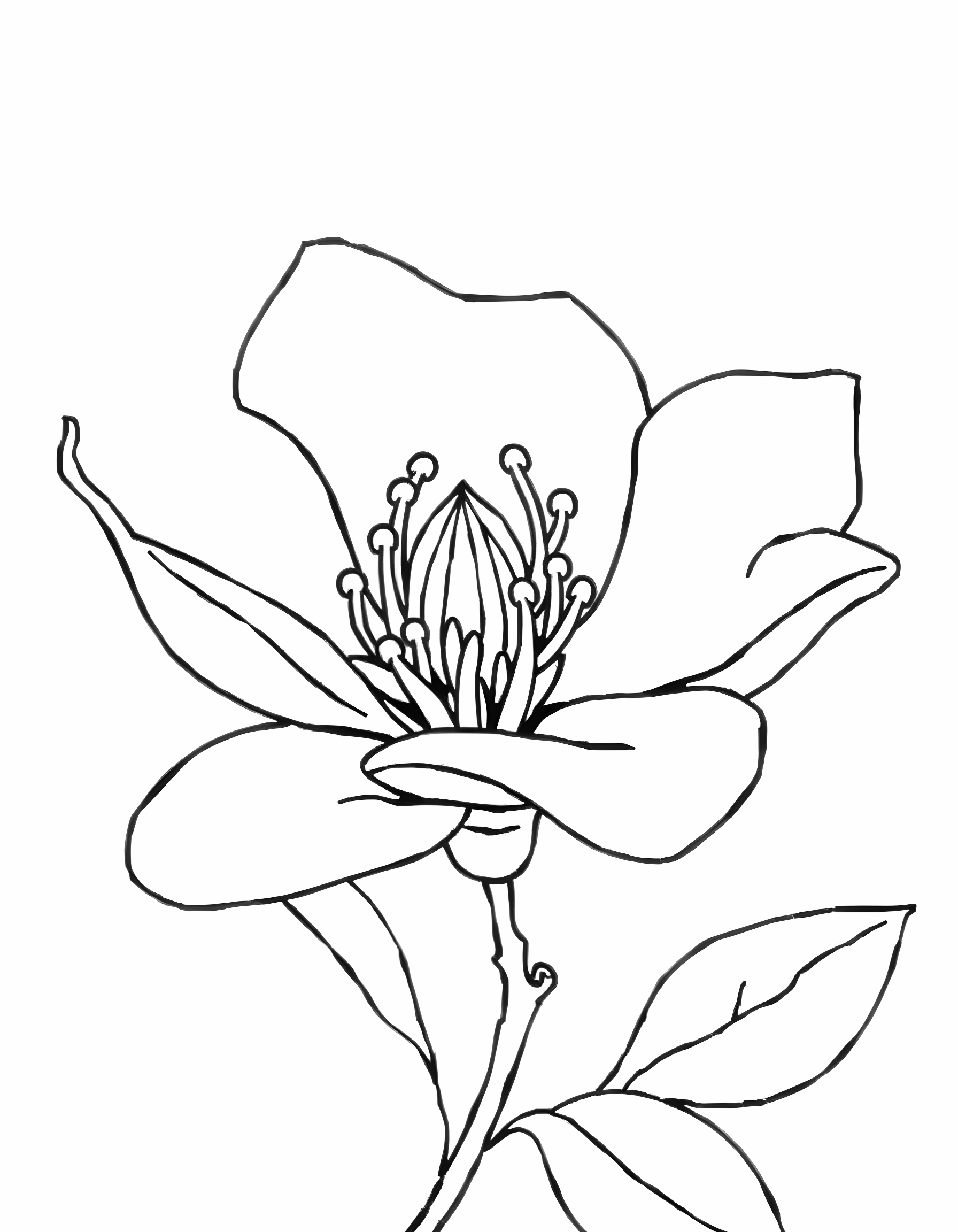 Magnolia Coloring Page